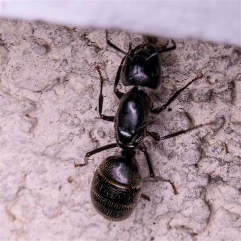 How To Tell If I Have Carpenter Ants Picture Of Carpenter