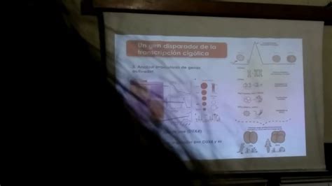 Determinacion Del Sexo Parte 1 Youtube