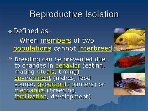 Ppt Process Of Speciation Powerpoint Presentation Free Download Id6414819 Ppt Process Of Speciation Powerpoint Presentation Free Download Id6414819