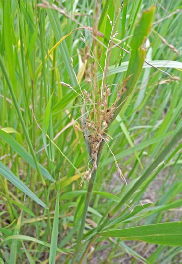 Infested Switchgrass Dacotah Tiller Demonstrating Typical Symptoms Of