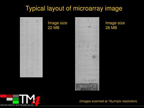 ppt tigr spotfinder a tool for microarray image processing