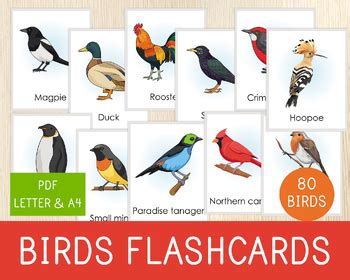 Birds Flashcards Cards Birds Recognition Birds Unit Study Materials