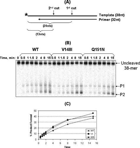 Intrinsic Rnase H Activity Of Rt Proteins A Substrate Consisted Of A