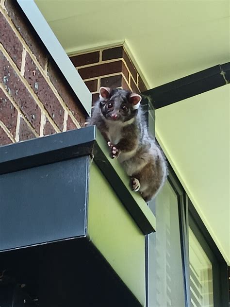 Defender Pest Control Specialists Pest Control And Exterminators