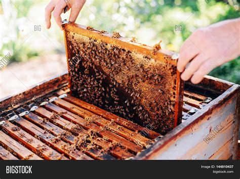 Frames Bee Hive Image And Photo Free Trial Bigstock