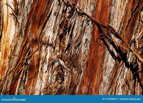 View Of The Red Bright Bark Of A Tree Background Texture Stock Image Image Of Background