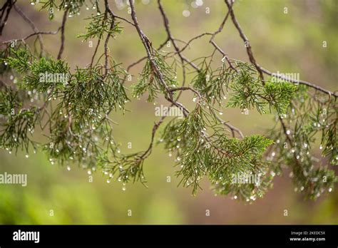 Juniper Tree Fronds With Raindrops Pinery Provincial Park Grand Bend Ontario Canada Stock