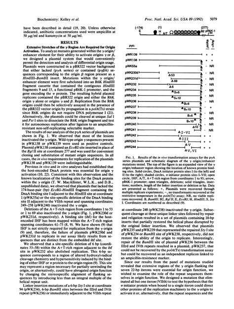 Structural And Functional Analysis Of A Replication Enhancer