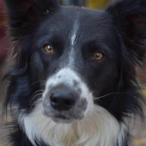 Timothy Daubert Youtube