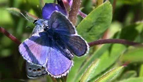 Karner Blue Butterfly Facts Anatomy Diet Habitat Reproduction