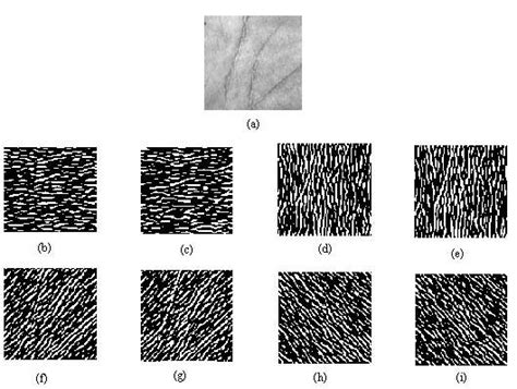 A Palmprint Image In The Database Download Scientific Diagram