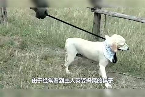 狗子趁主人上班，偷偷爬上床睡觉，主人开门瞬间笑疯了！