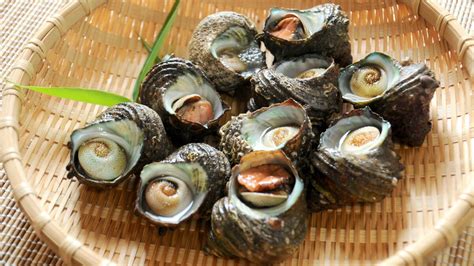 サザエ 【栄螺】の特徴・生態、食べ方や旬、料理を徹底解説！ とともん