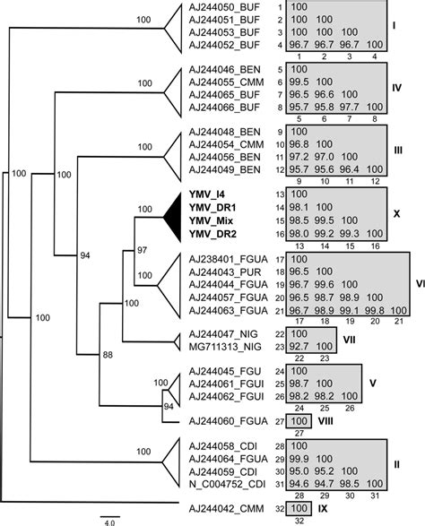 Bayesian Phylogenetic Analysis Of Complete Cp Ymv Sequences Numbers On
