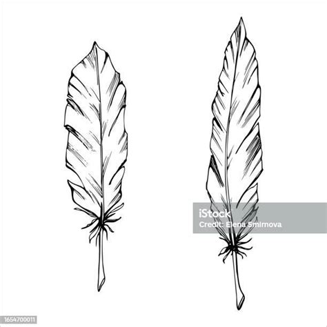 손으로 그린 잉크 벡터 새 깃털 스케치 실루엣 일러스트레이션 라인 아트 문신 할로윈 자연 요술 격리된 개체 개요 상점 로고 인쇄물 웹사이트 카드 소책자를 위한 디자인 검은
