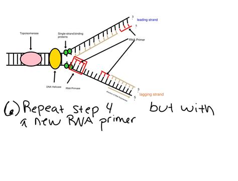 PPT Replication Fork PowerPoint Presentation Free Download ID