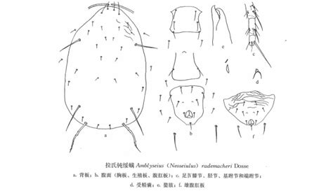 拉氏钝绥螨 Amblyseius rademacheri 专题库 国家动物标本资源共享平台