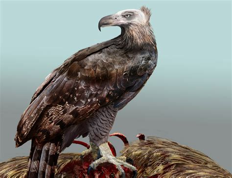 Biggest Known Eagle Acted Like A Vulture Popular Science