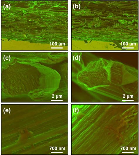 Sem Images Superposition Of Secondary Electrons Se Green And Download Scientific Diagram