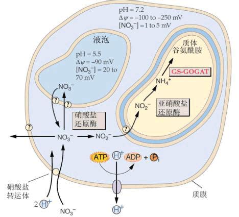 第三章 植物的矿质与氮素营养四 我的太学