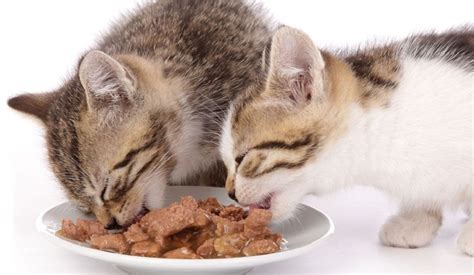 8 Best Wet Food For Cats 2023 Best Cat Foods Advisor