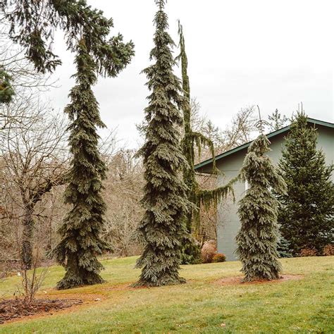 Weeping White Spruce Trees For Sale