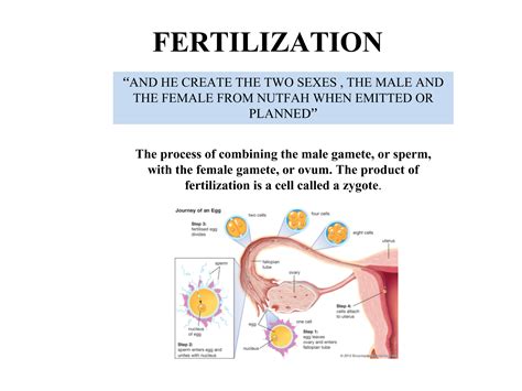Solution Mammals Fertilization Studypool