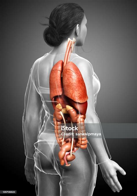 여성 내부 장기의 의학적으로 정확한 그림을 렌더링 한 3d 렌더링 과학에 대한 스톡 사진 및 기타 이미지 과학 대동맥 대