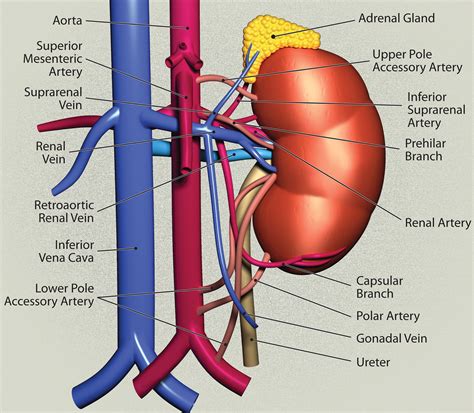 Radiologic Assessment Of Native Renal Vasculature A Multimodality