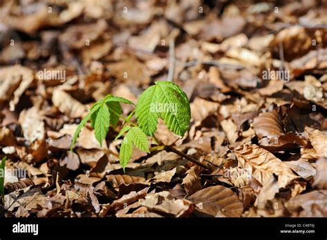 Decaying Tree Leaves Hi Res Stock Photography And Images Alamy