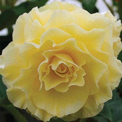Trailing Begonia Seeds Limitless® Yellow 15 Pelleted Seeds Etsy