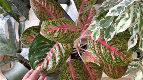 Джунгли в квартире Обзор моего сада в сентябре 2022г Youtube