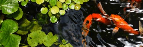 Completely Eliminated My String Algae Problem Nualgi Ponds