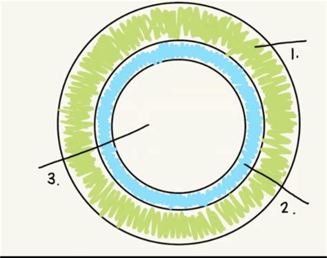Microbiology Quiz 1 Flashcards Quizlet