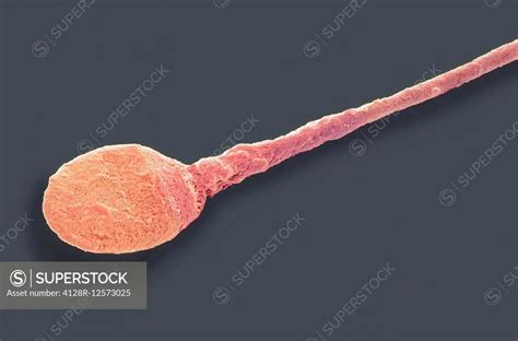 Sperm Cell Coloured Electron Micrograph Sem Of A Human Sperm Cell Sperm Cell Coloured Electron Micrograph Sem Of A Human Sperm Cell