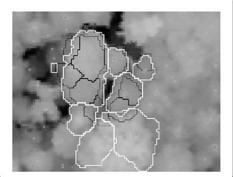 Crown Projections Of Deciduous Trees Black With The Corresponding Download Scientific Diagram