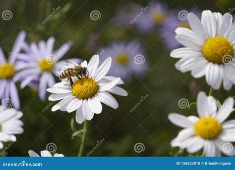 Margaritas Y Una Abeja Hd Foto De Archivo Imagen De Coleccionar
