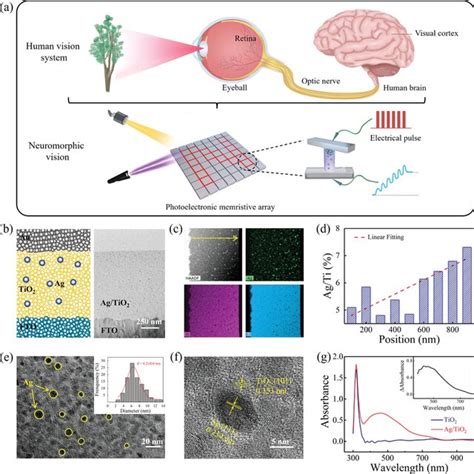 Plasmonic Optoelectronic Memristor With Multifunction Capability For Download Scientific