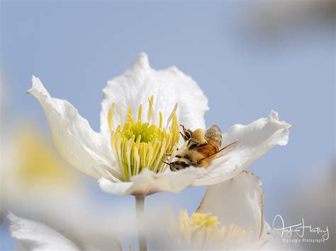 Bee Photography In The Garden Capturing Bees On A Sunny Day