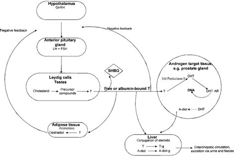 Main Pathways Of Androgen Action And Metabolism A Diol Download