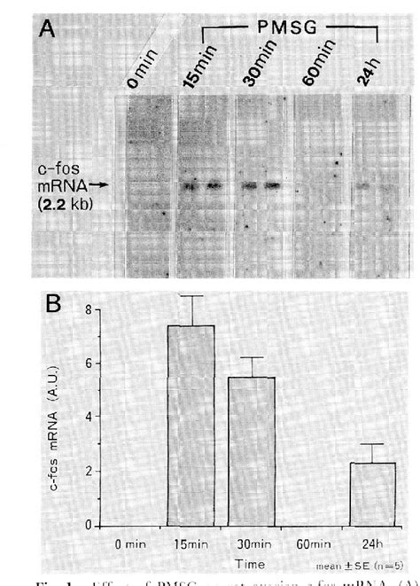 Figure 1 From Gonadotropin Induces Expression Of C Fos And C Jun Genes In Rat Ovaries