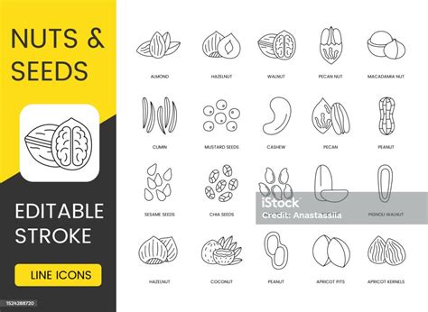 벡터 헤이즐넛과 아몬드 씨앗과 견과류 호두와 피칸 너트 커민과 마카다미아 캐슈와 겨자씨 땅콩과 피칸 치아와 참깨 소나무와 아마