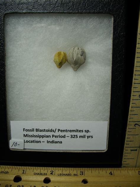 Fossil Blastoids And Pentremites 060520e The Stones And Bones Collection