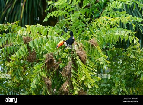 Toco Toucan Ramphastos Toco Attacking Nests Jardim D Amazonia