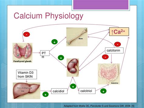 Hypercalcaemia In Malignancy