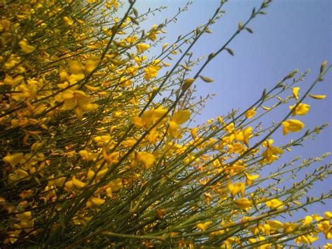Dehesa De La Villa Naturaleza Viva Botánica Para Todos En La Dehesa De