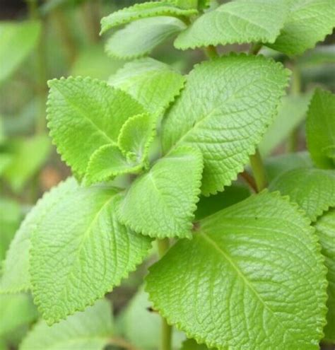 Leaf Health Benefits Of Thyme