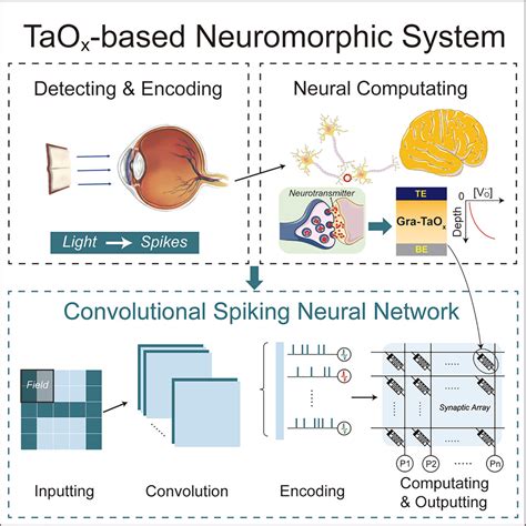 Fully Hardware Implemented Neuromorphic Systems Using Taox Based Memristors Device