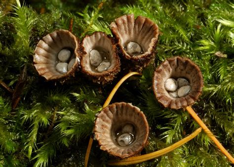 Real Monstrosities Birds Nest Fungus