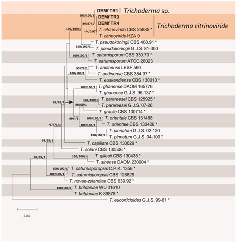 Trichoderma Spp From Pine Bark And Pine Bark Extracts Potent